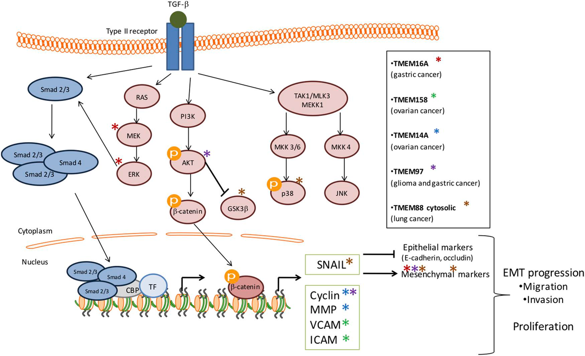 Frontiers | TMEM Proteins in Cancer: A Review