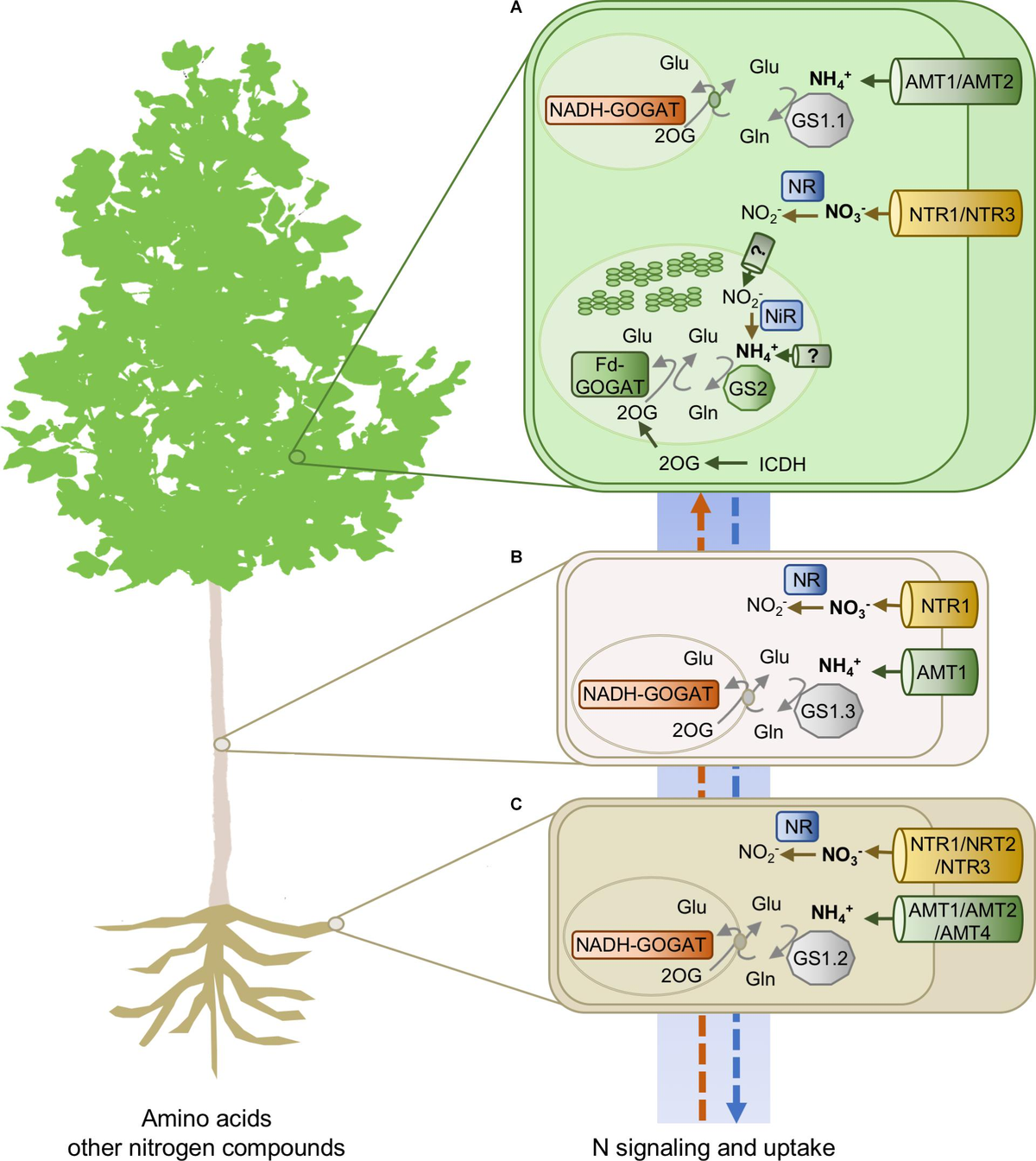 Frontiers | Nitrogen Metabolism and Biomass Production in Forest Trees
