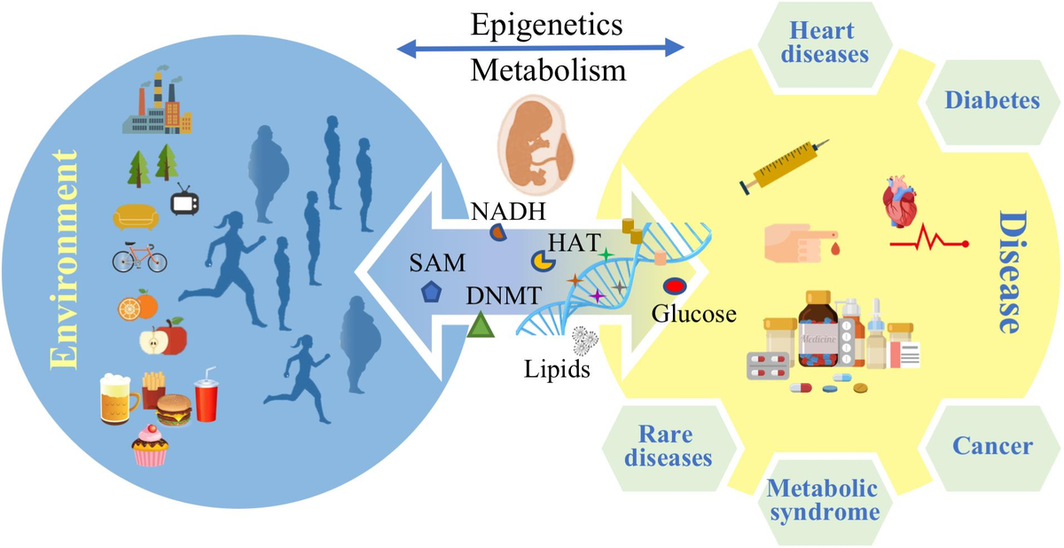 Frontiers | Epigenetics and Metabolism in Health and Disease