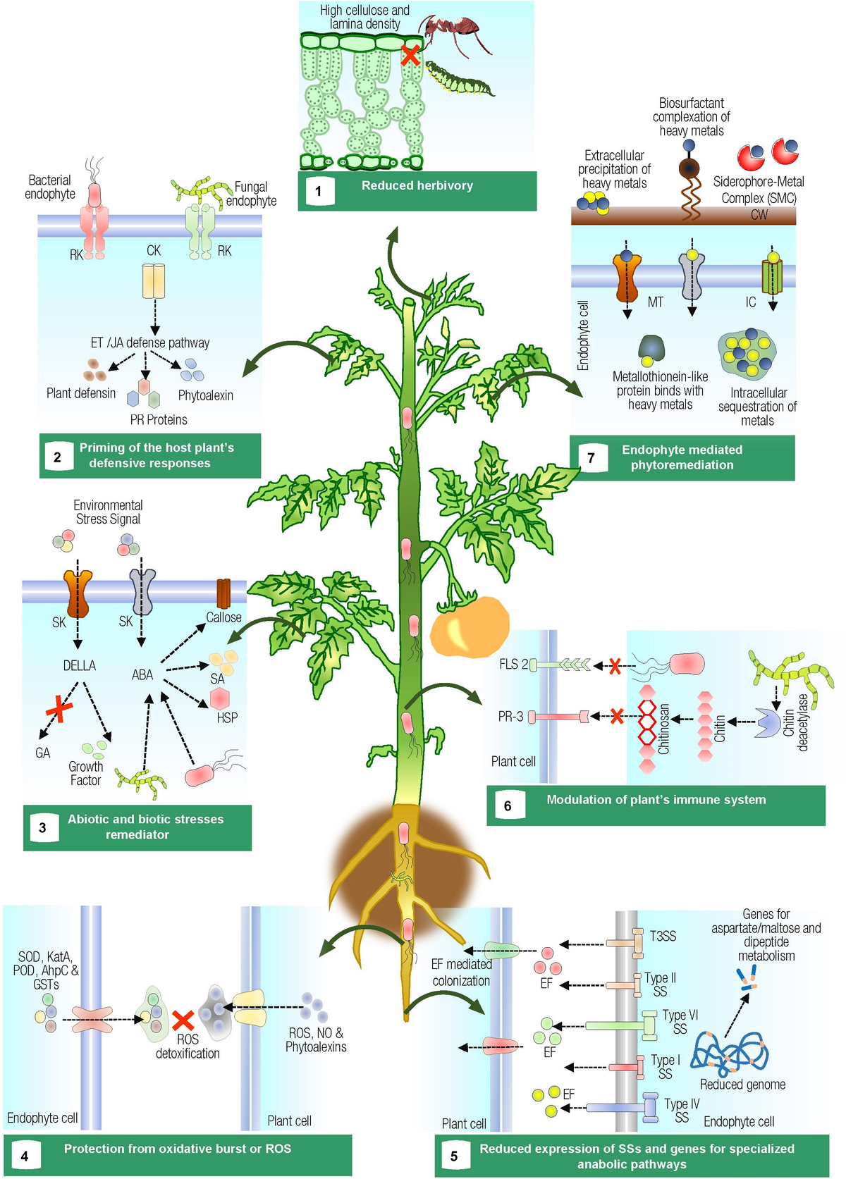 Frontiers | Multifaceted Interactions Between Endophytes and Plant ...