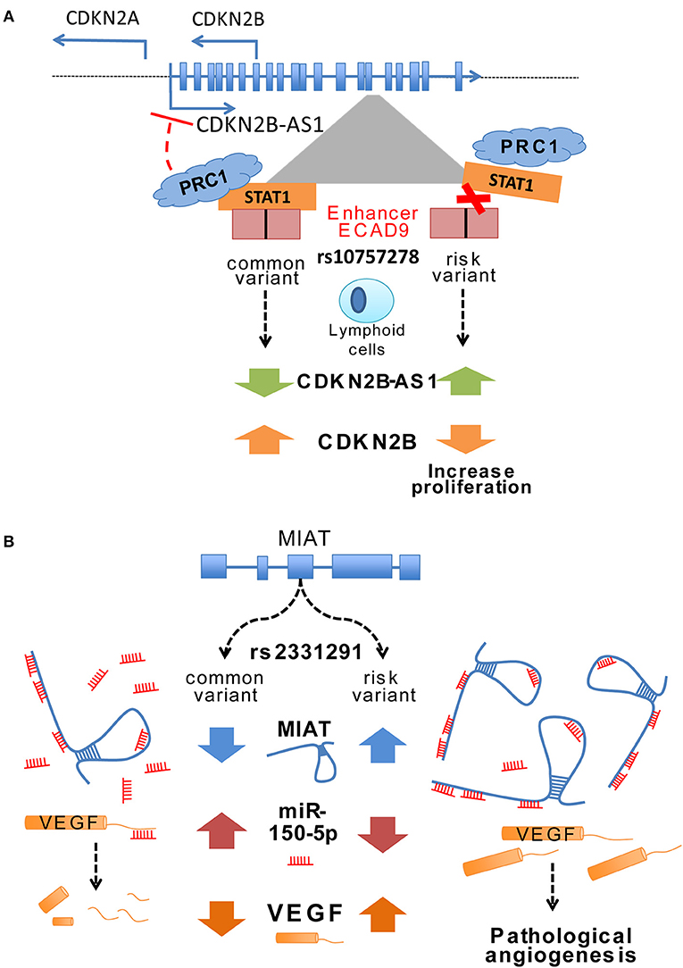 Frontiers | Into the Wild: GWAS Exploration of Non-coding RNAs