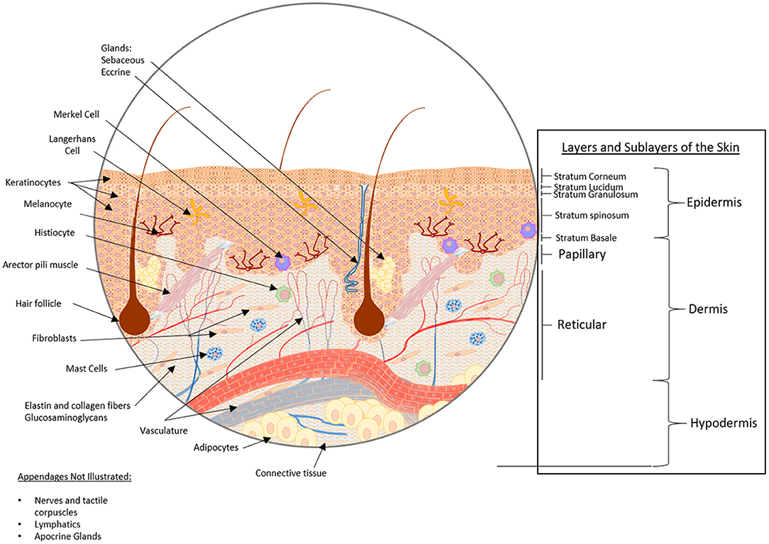 Frontiers | Advances in the Biofabrication of 3D Skin in vitro: Healthy ...