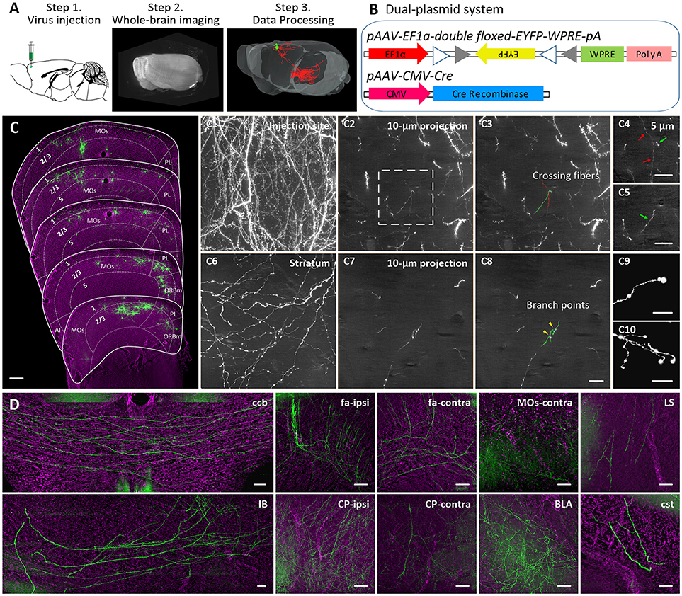 Frontiers | Reconstruction of Intratelencephalic Neurons in the Mouse ...