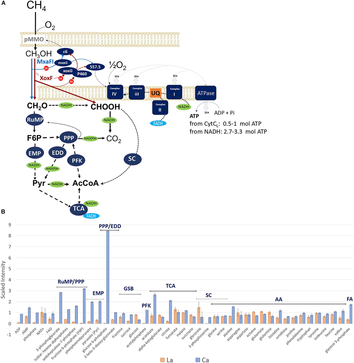 Frontiers | Rare Earth Elements Alter Redox Balance in Methylomicrobium ...