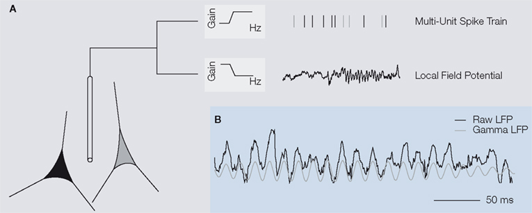 Frontiers | Feature selectivity of the gamma-band of the local field potential in primate ...