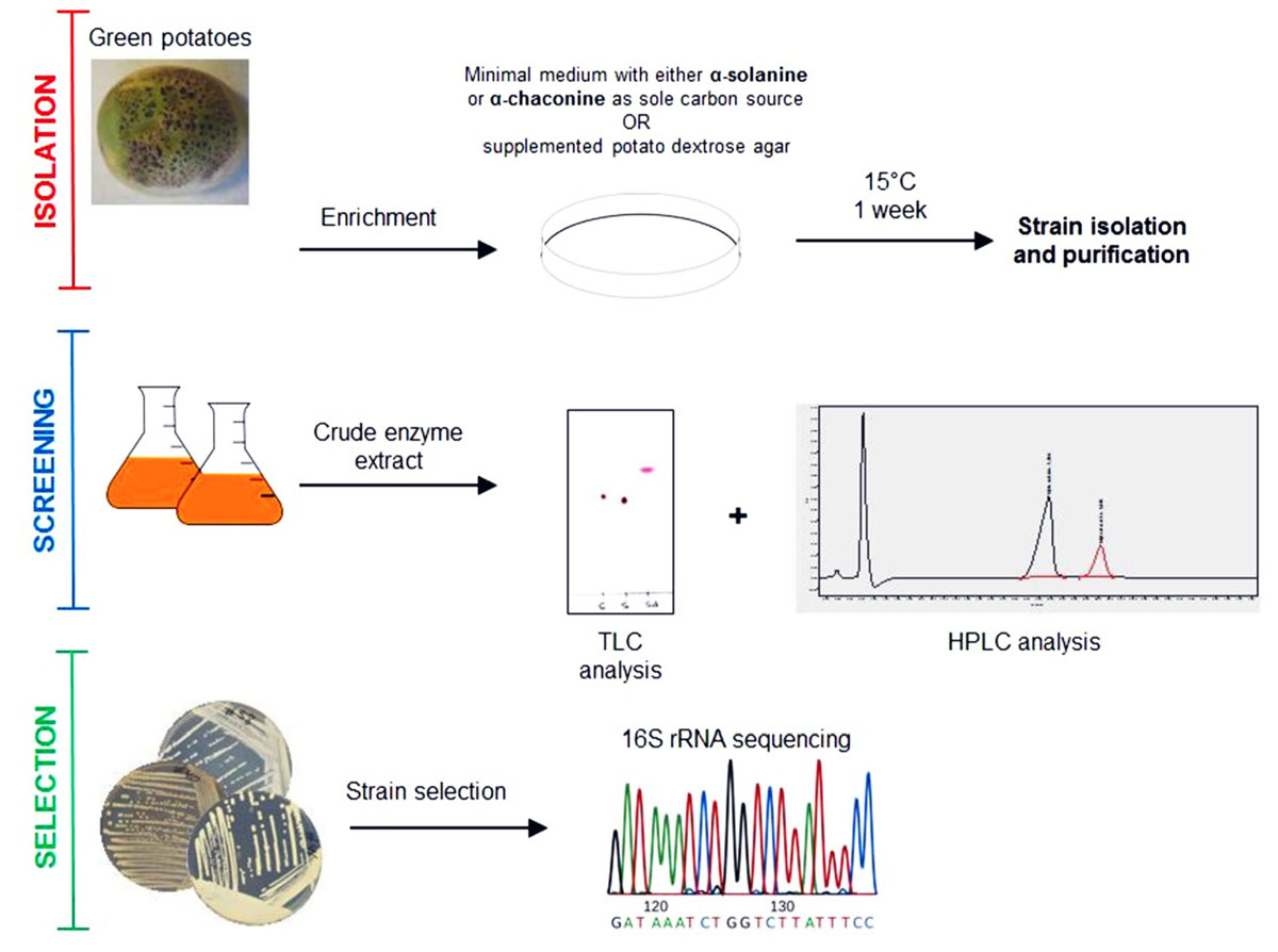 Frontiers | A Screening Method for the Isolation of Bacteria Capable of ...