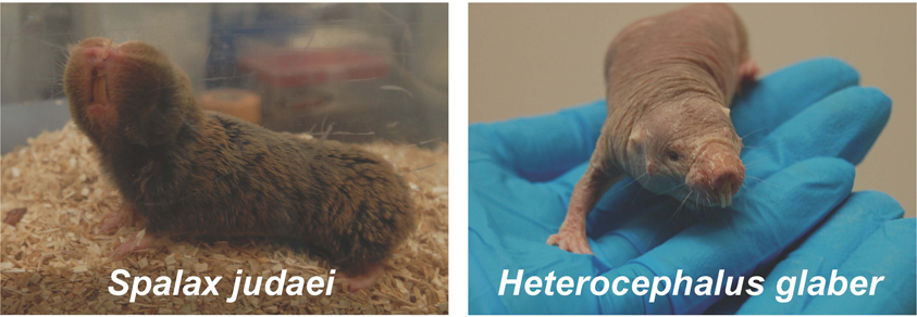 Frontiers | Long-lived cancer-resistant rodents as new model species ...