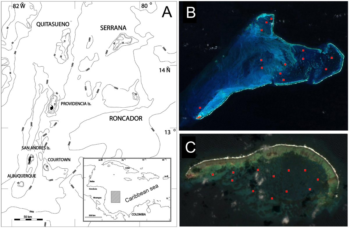 Frontiers | Steady Decline of Corals and Other Benthic Organisms in the ...