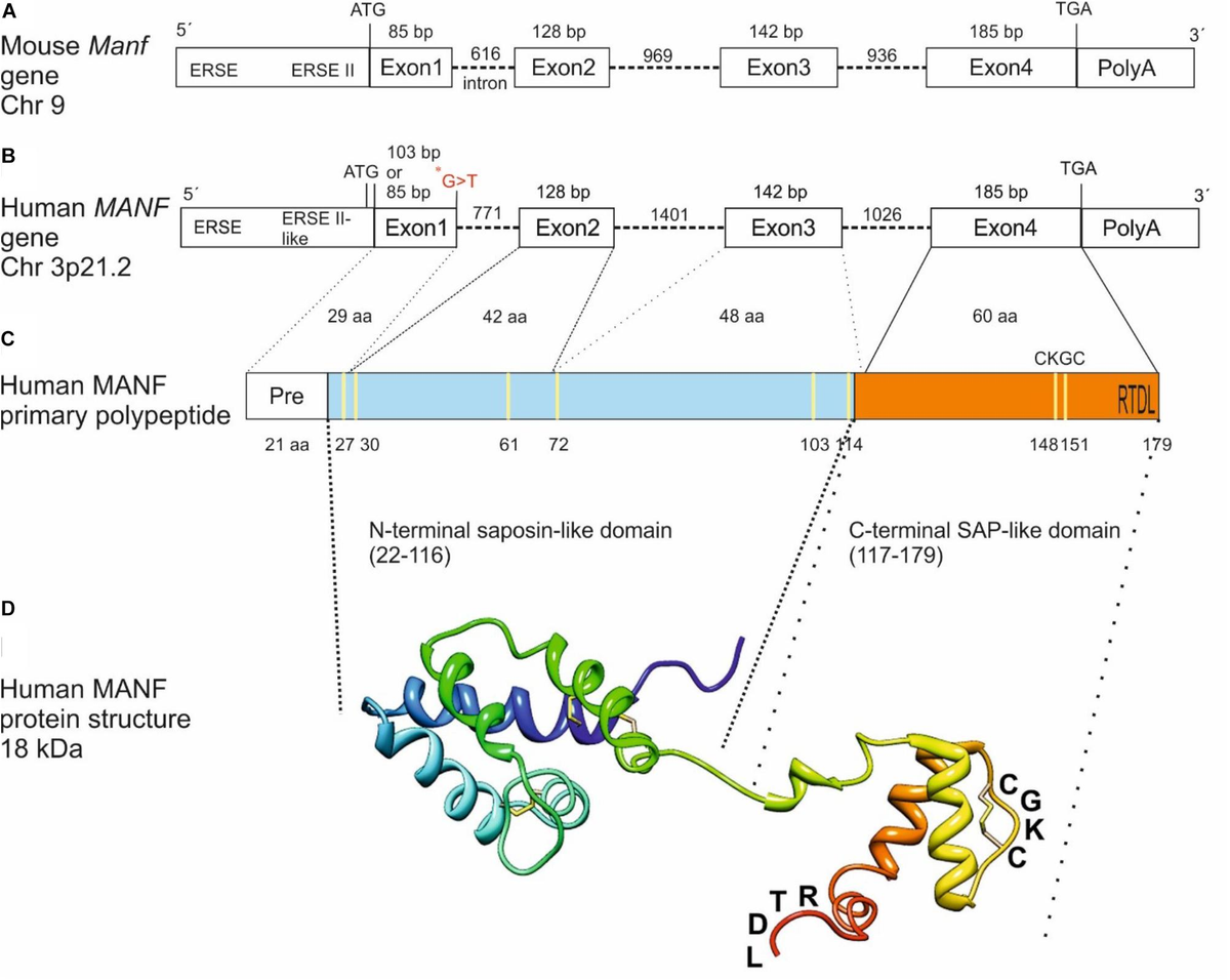 Frontiers | Emerging Roles for Mesencephalic Astrocyte-Derived ...