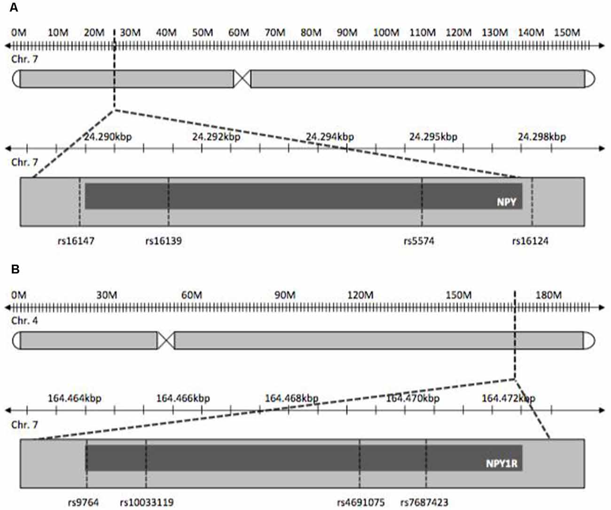 Frontiers | No Association of Variants of the NPY-System With Obsessive ...