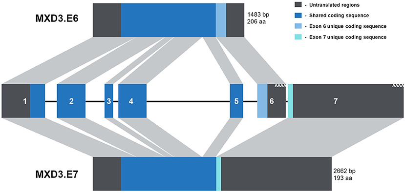Frontiers | Alternative Splicing of MXD3 and Its Regulation of MXD3 ...