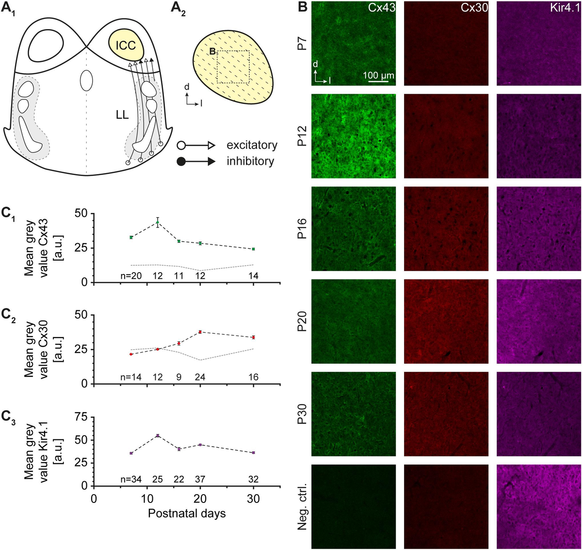 Frontiers | Anisotropic Panglial Coupling Reflects Tonotopic ...