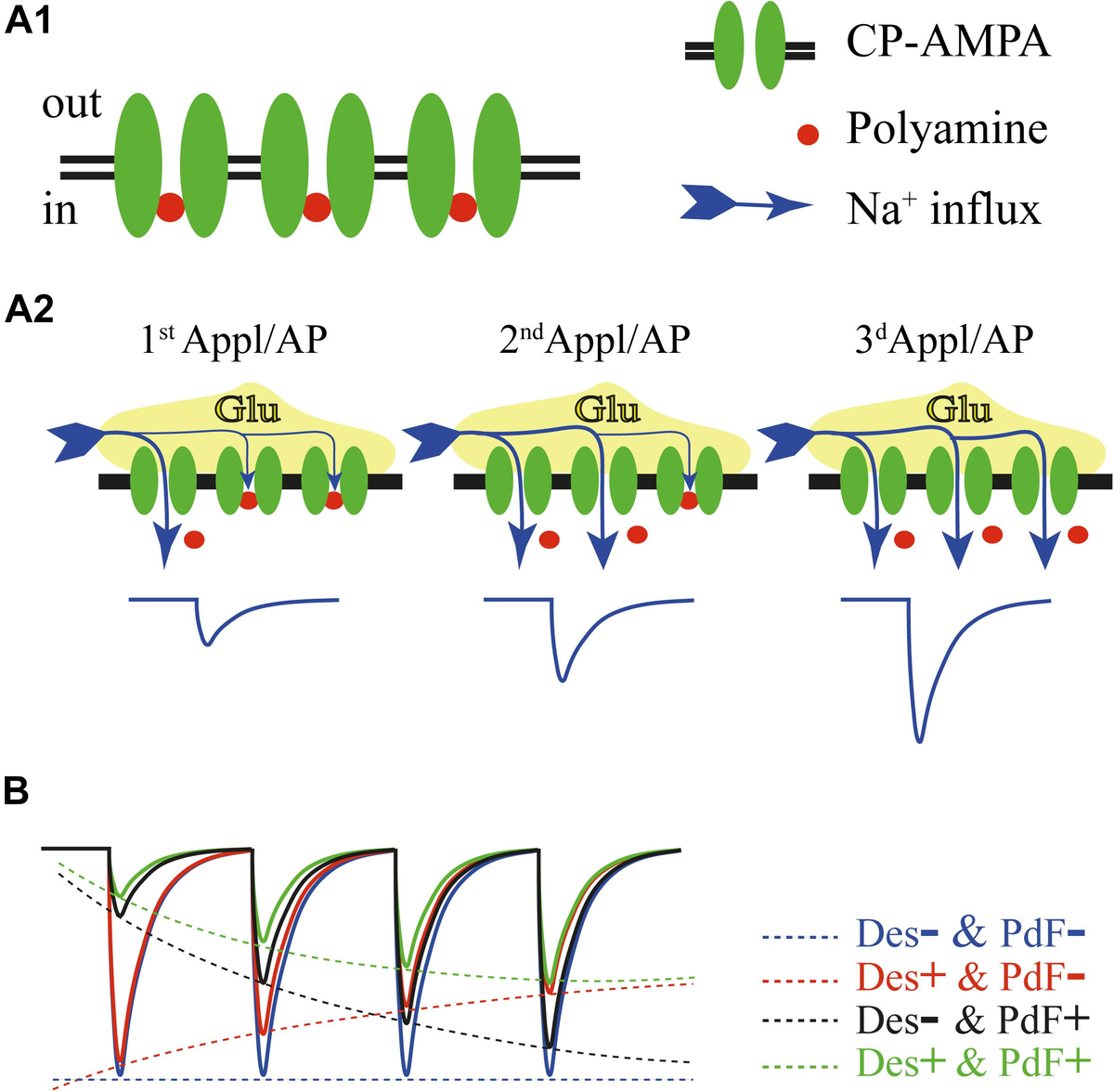 Frontiers | The Role of Polyamine-Dependent Facilitation of Calcium ...