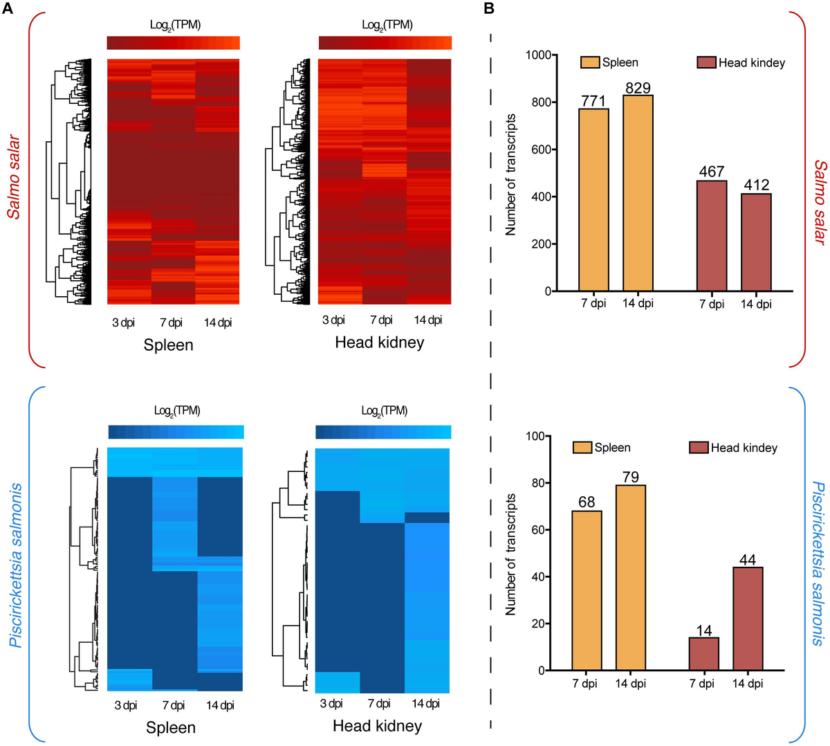 Frontiers | Dual RNA-Seq Uncovers Metabolic Amino Acids Dependency of ...