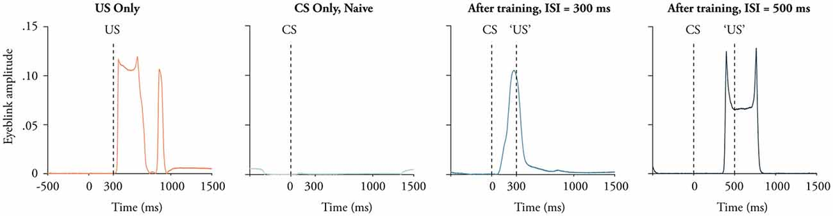 Frontiers | A Longer Interstimulus Interval Yields Better Learning in ...