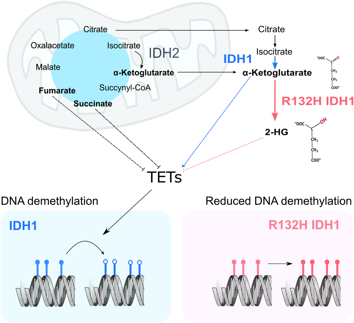 Frontiers | IDH1: Linking Metabolism and Epigenetics