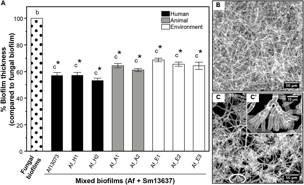 Frontiers | Interactions of Aspergillus fumigatus and Stenotrophomonas ...
