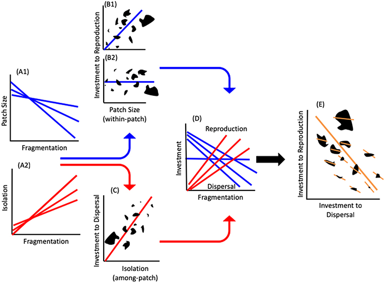 Frontiers | When Landscape Ecology Meets Physiology: Effects of Habitat ...