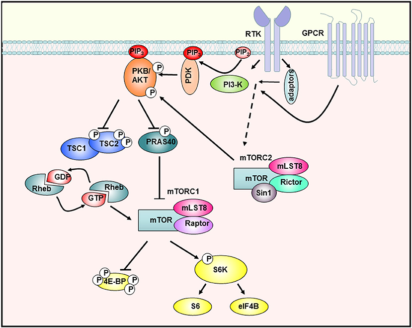 Frontiers | Epidermal mTORC1 Signaling Contributes to the Pathogenesis ...
