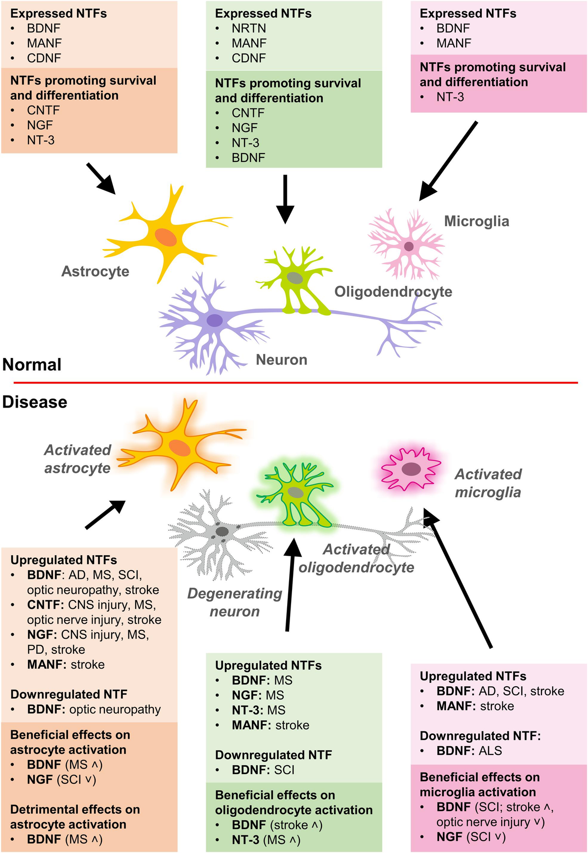 Frontiers | Effects of Neurotrophic Factors in Glial Cells in the ...