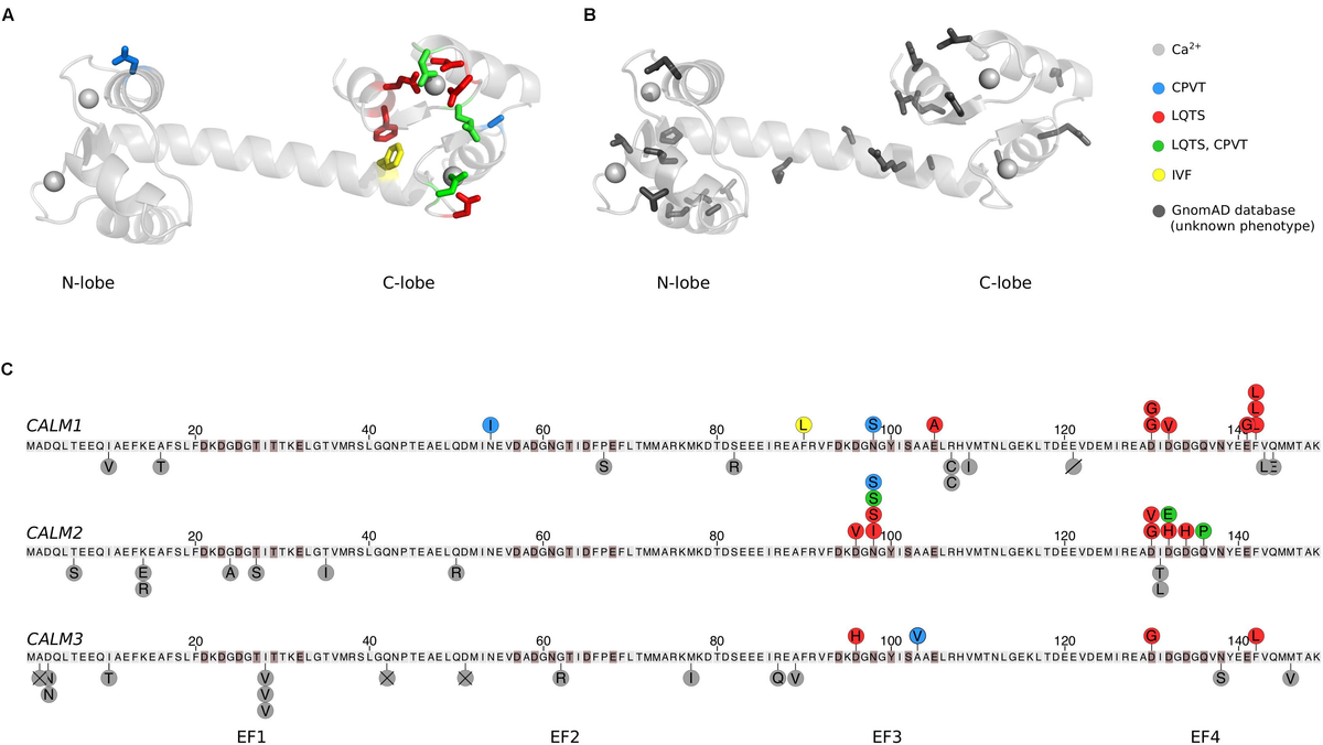 Frontiers | Human Calmodulin Mutations