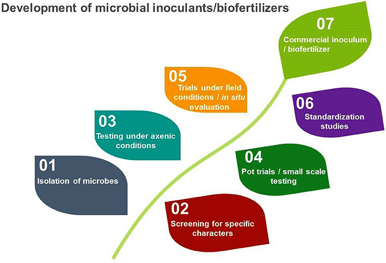 Frontiers | Perspectives of Microbial Inoculation for Sustainable ...