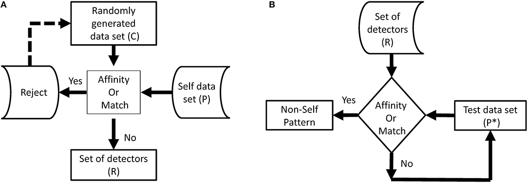 Frontiers | Artificial Immune System–Negative Selection Classification ...