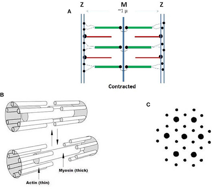 Frontiers | The Assembling and Contraction Mechanisms of Striated Muscles