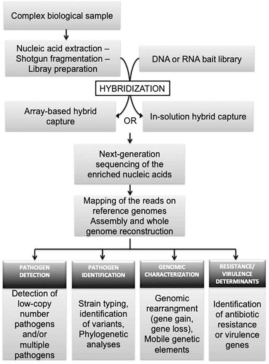 Frontiers | Hybrid Capture-Based Next Generation Sequencing and Its ...