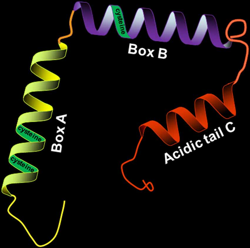 Frontiers | The Role of High Mobility Group Box 1 in Ischemic Stroke