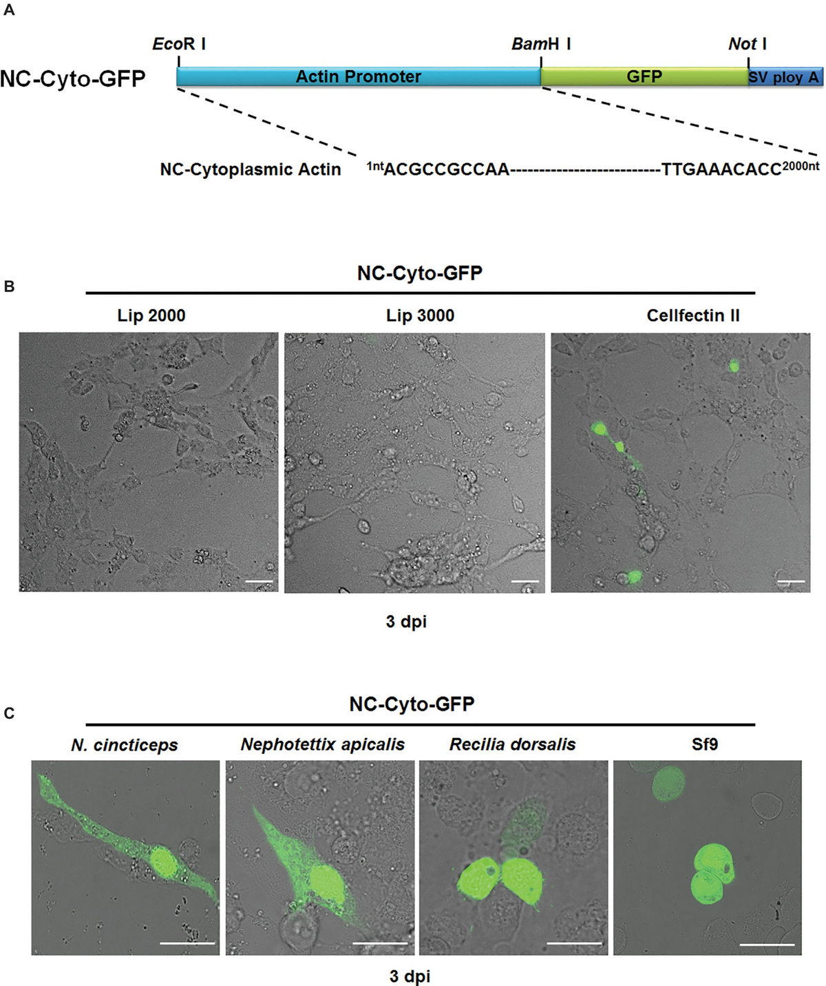 Frontiers | Exploration of an Actin Promoter-Based Transient Expression ...