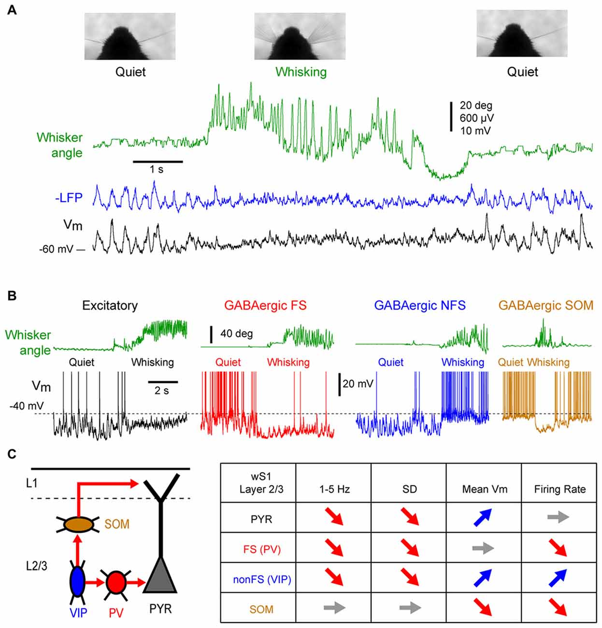Frontiers | The Cortical States of Wakefulness