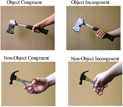 Frontiers | Mu rhythm desynchronization reveals motoric influences of ...