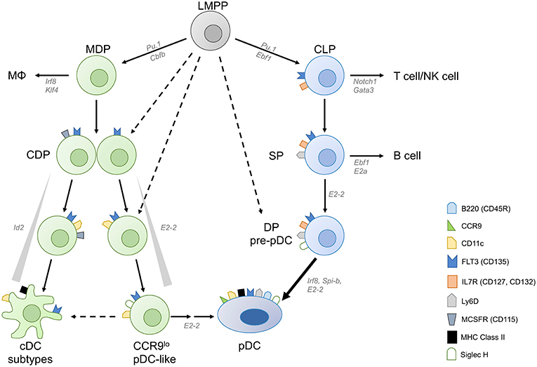 Frontiers | What Makes a pDC: Recent Advances in Understanding ...