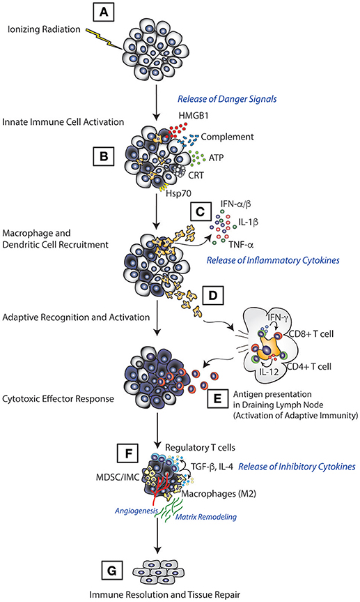 Frontiers | Targeting Innate Immunity to Enhance the Efficacy of ...