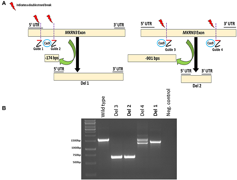 Frontiers | MKRN3 Interacts With Several Proteins Implicated in Puberty ...