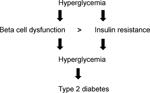 Frontiers | Beta Cell Dysfunction and Insulin Resistance