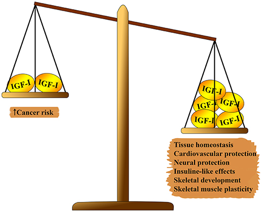Frontiers | ROLE of IGF-1 System in the Modulation of Longevity ...