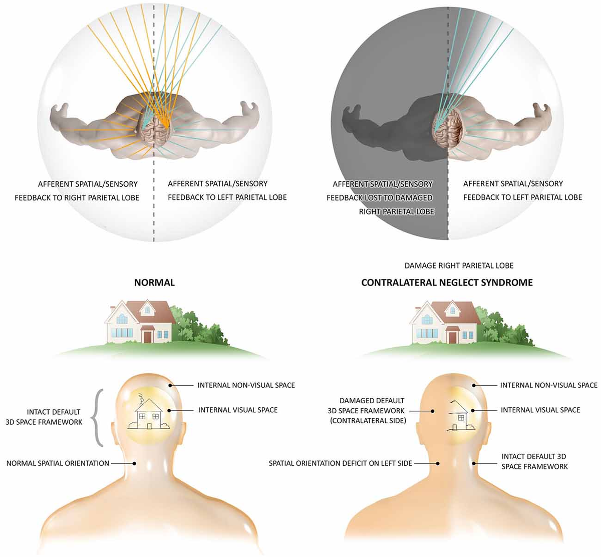 Frontiers | Multimodal Integration and Phenomenal Spatiotemporal ...