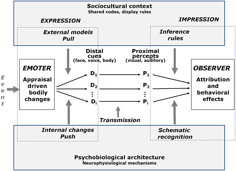 Frontiers | Dynamic Facial Expression of Emotion and Observer Inference