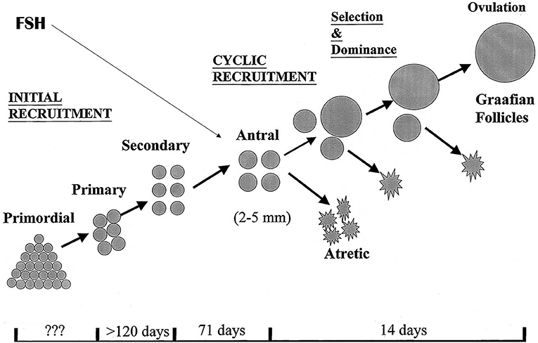Frontiers | Individualization of FSH Doses in Assisted Reproduction ...