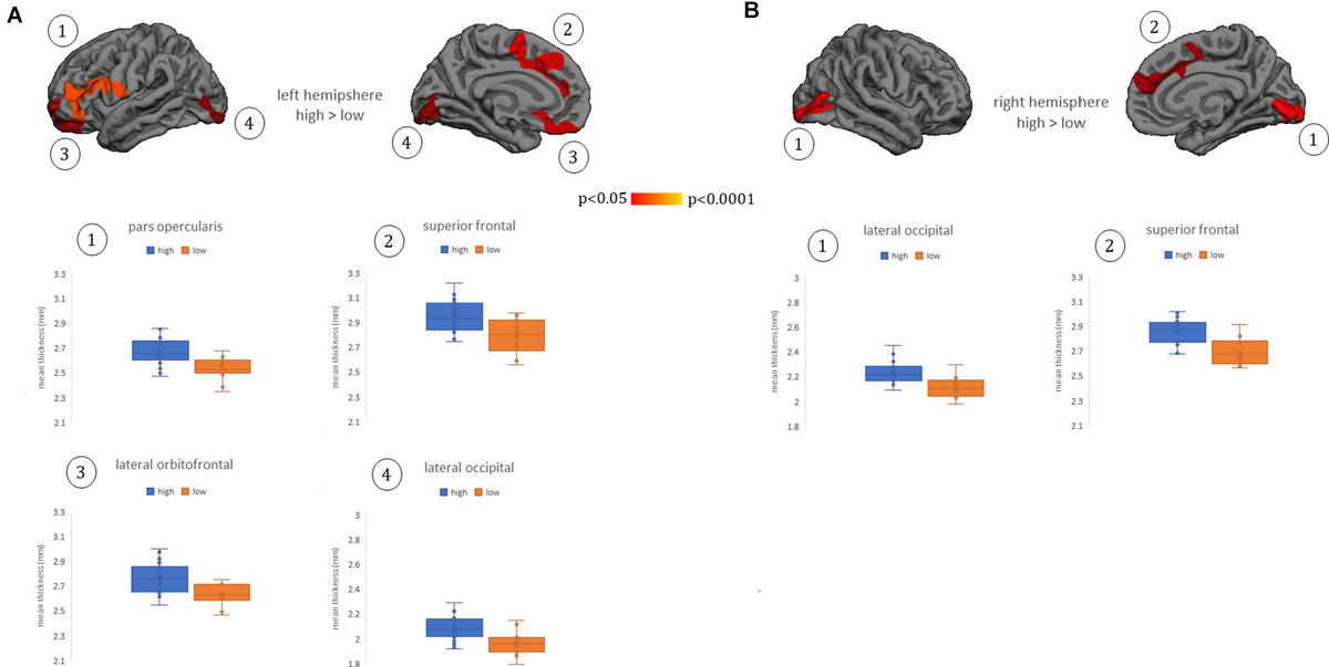 Frontiers | Neuroanatomical and Functional Correlates of Cognitive and ...