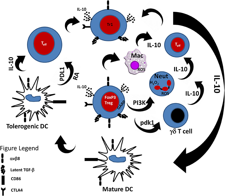 Frontiers | The Pivotal Role of Regulatory T Cells in the Regulation of ...