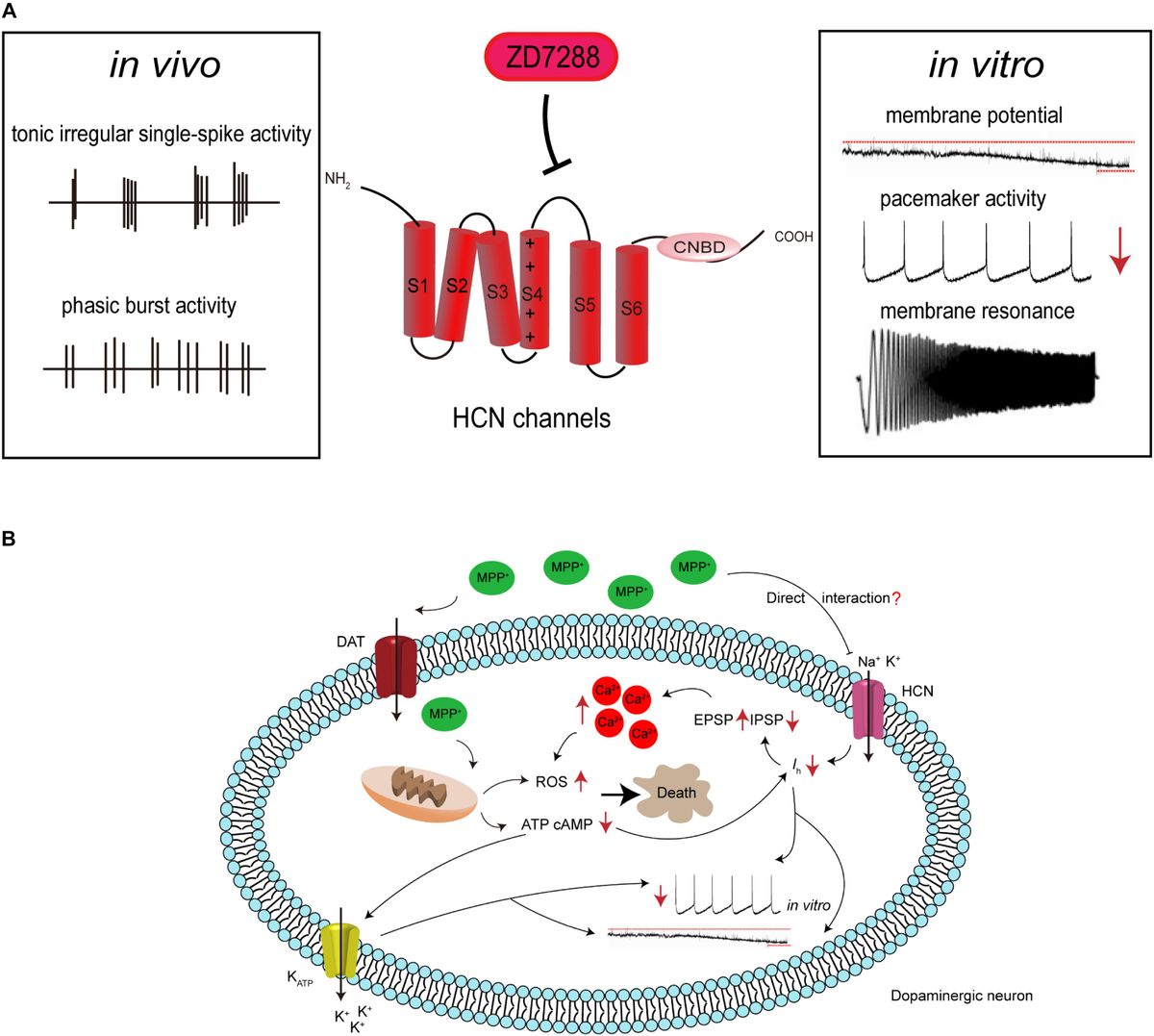 Frontiers | Hyperpolarization-Activated Cyclic Nucleotide-Gated ...