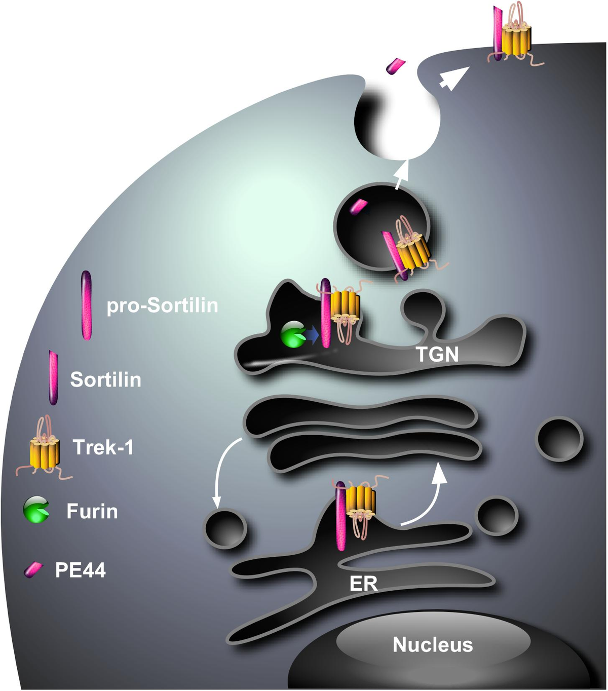 Frontiers | The Involvement of Sortilin/NTSR3 in Depression as the ...