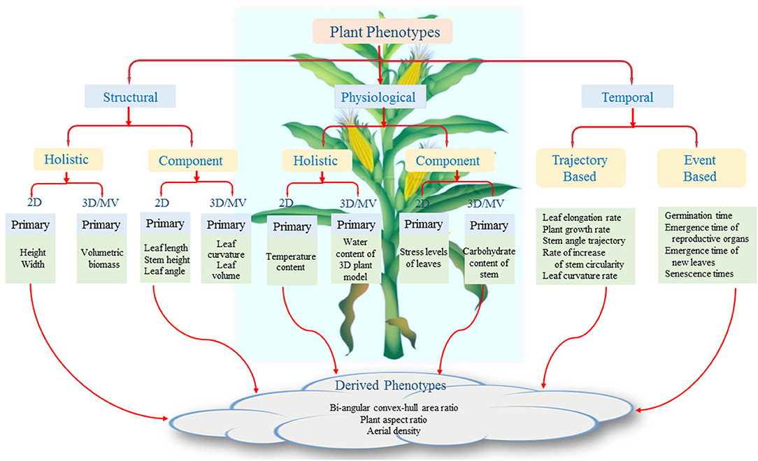 Frontiers | Leveraging Image Analysis for High-Throughput Plant Phenotyping