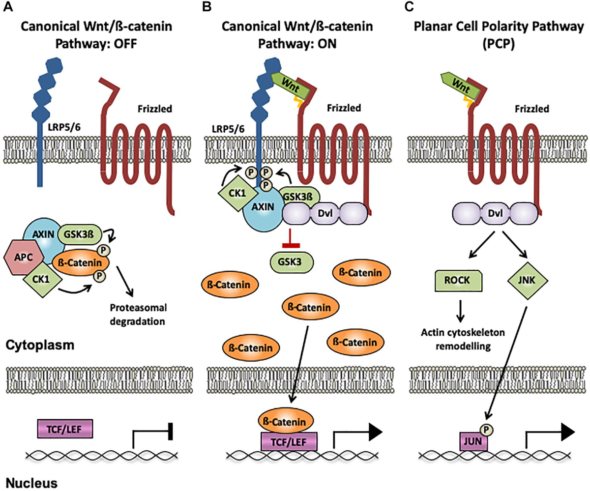 Frontiers | Wnt Signaling Deregulation in the Aging and Alzheimer’s Brain