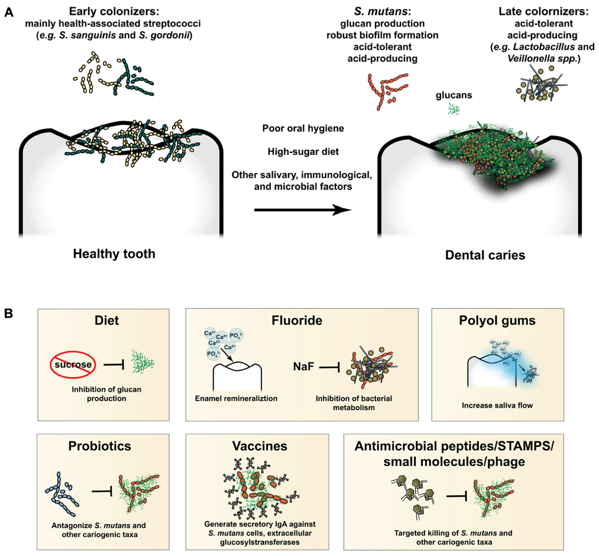 Frontiers | Exploiting the Oral Microbiome to Prevent Tooth Decay: Has ...