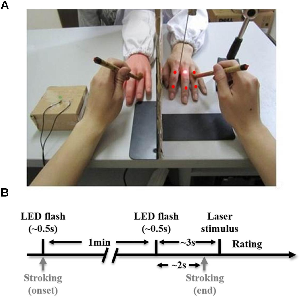 Frontiers | Attenuation of Pain Perception Induced by the Rubber Hand ...