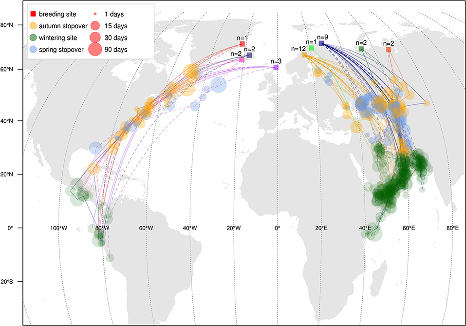 Frontiers | A Migratory Divide Among Red-Necked Phalaropes in the ...